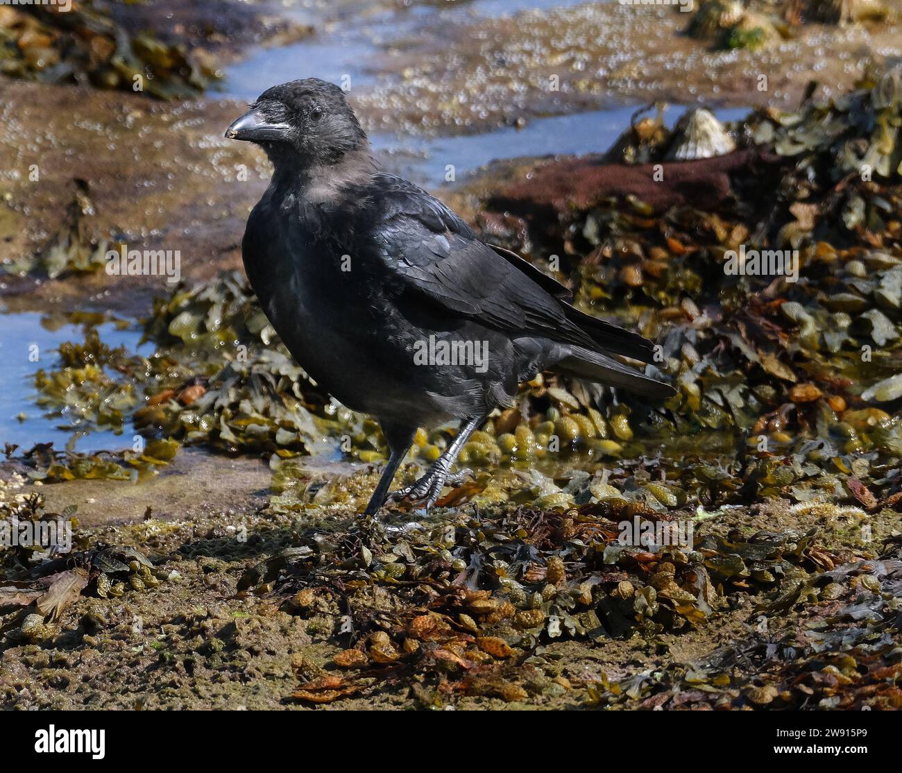 A crow is a bird of the genus Corvus, or more broadly a synonym for all ...