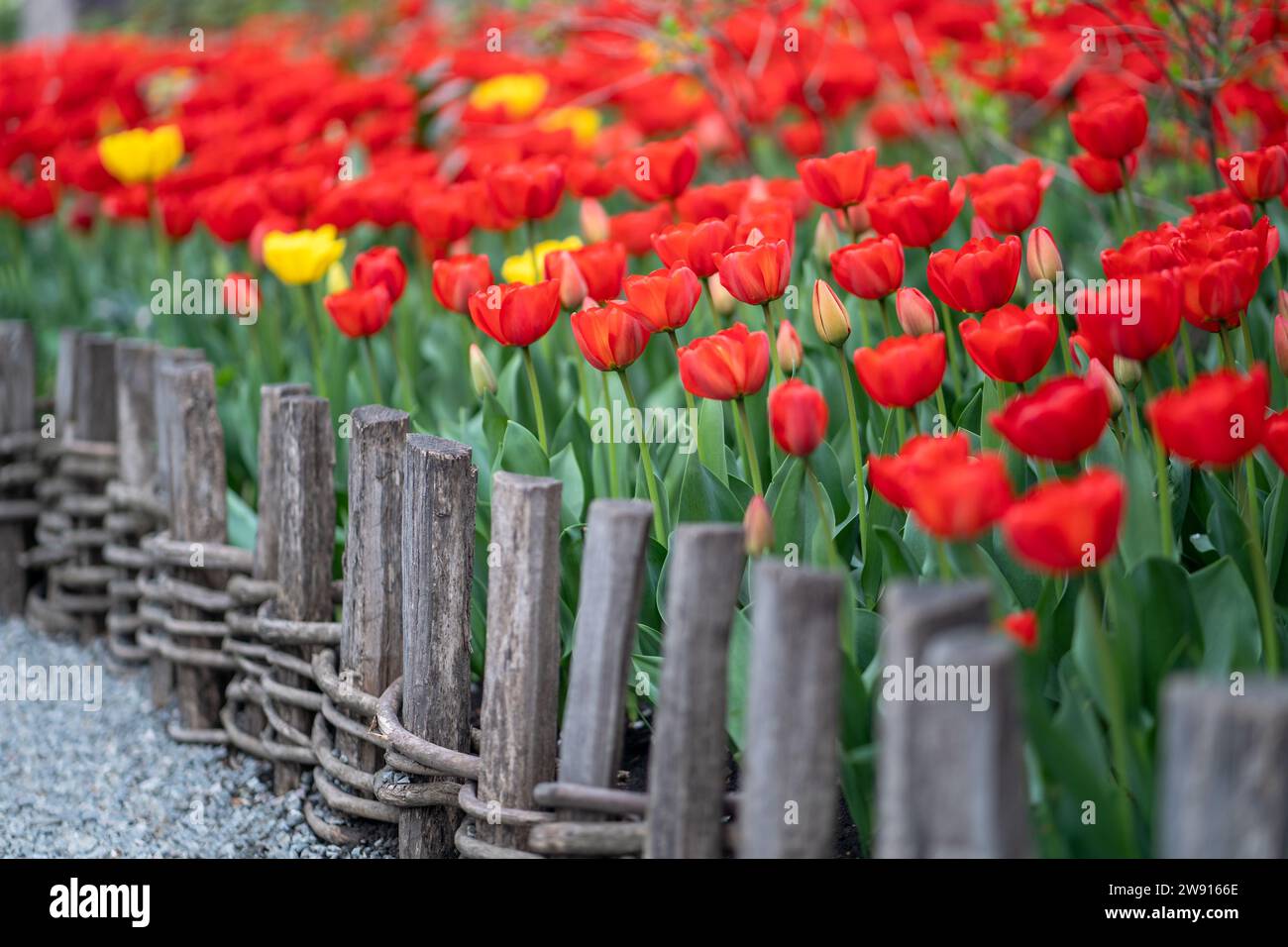 Bright red and yellow blooming tulips flowers in garden along wooden fence, soft focus Stock ...