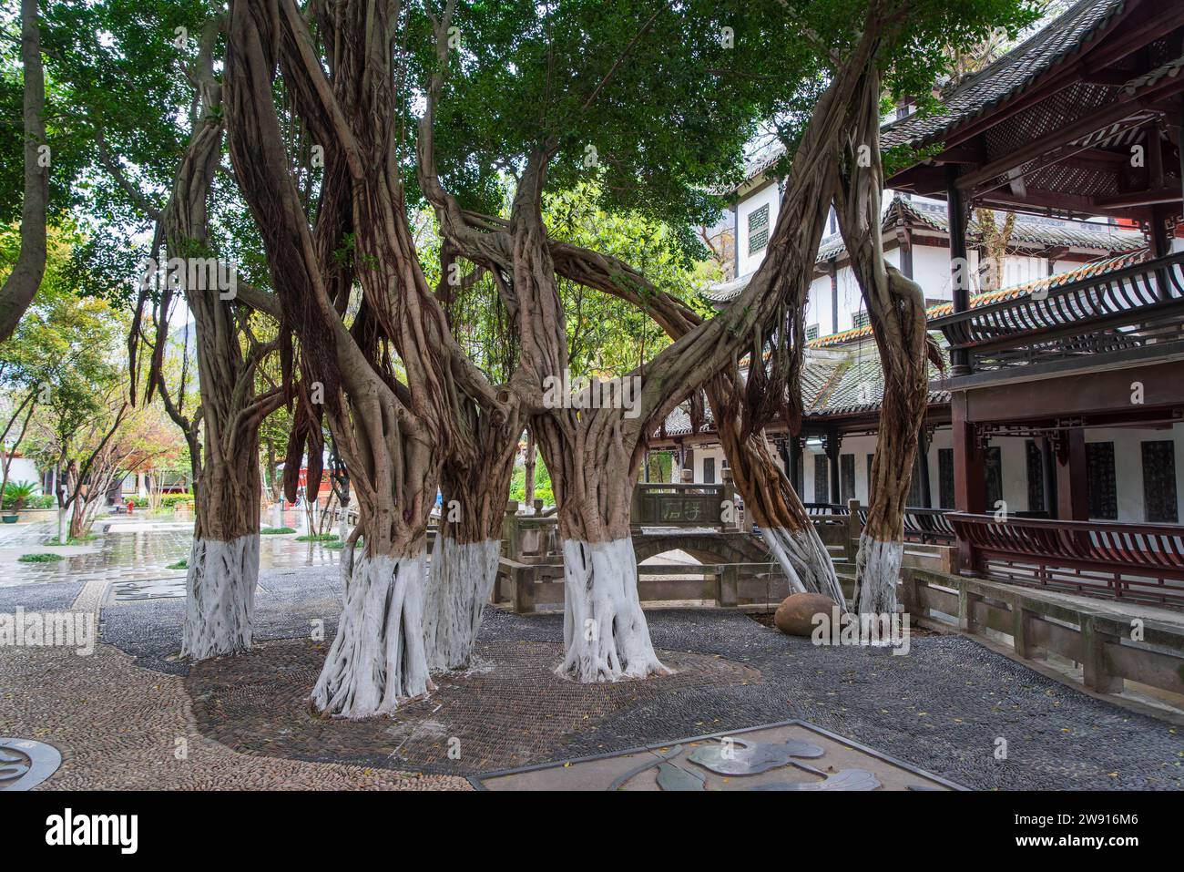 Ancient banyan trees coiled and intertwined by a pool of clear water in ...