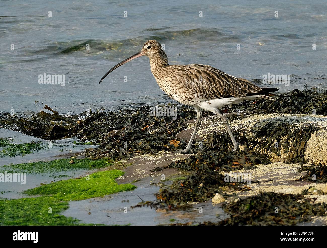 The curlews are a group of nine species of birds in the genus Numenius ...