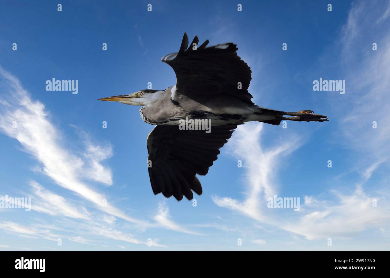 The grey heron is a long-legged wading bird of the heron family ...