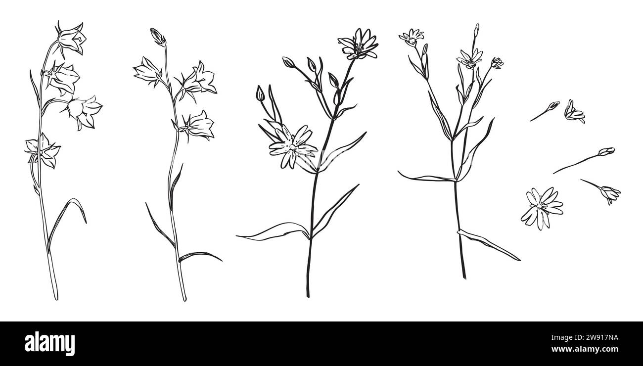 clipart of meadow and forest flowers hand drawn vector. bluebell ...