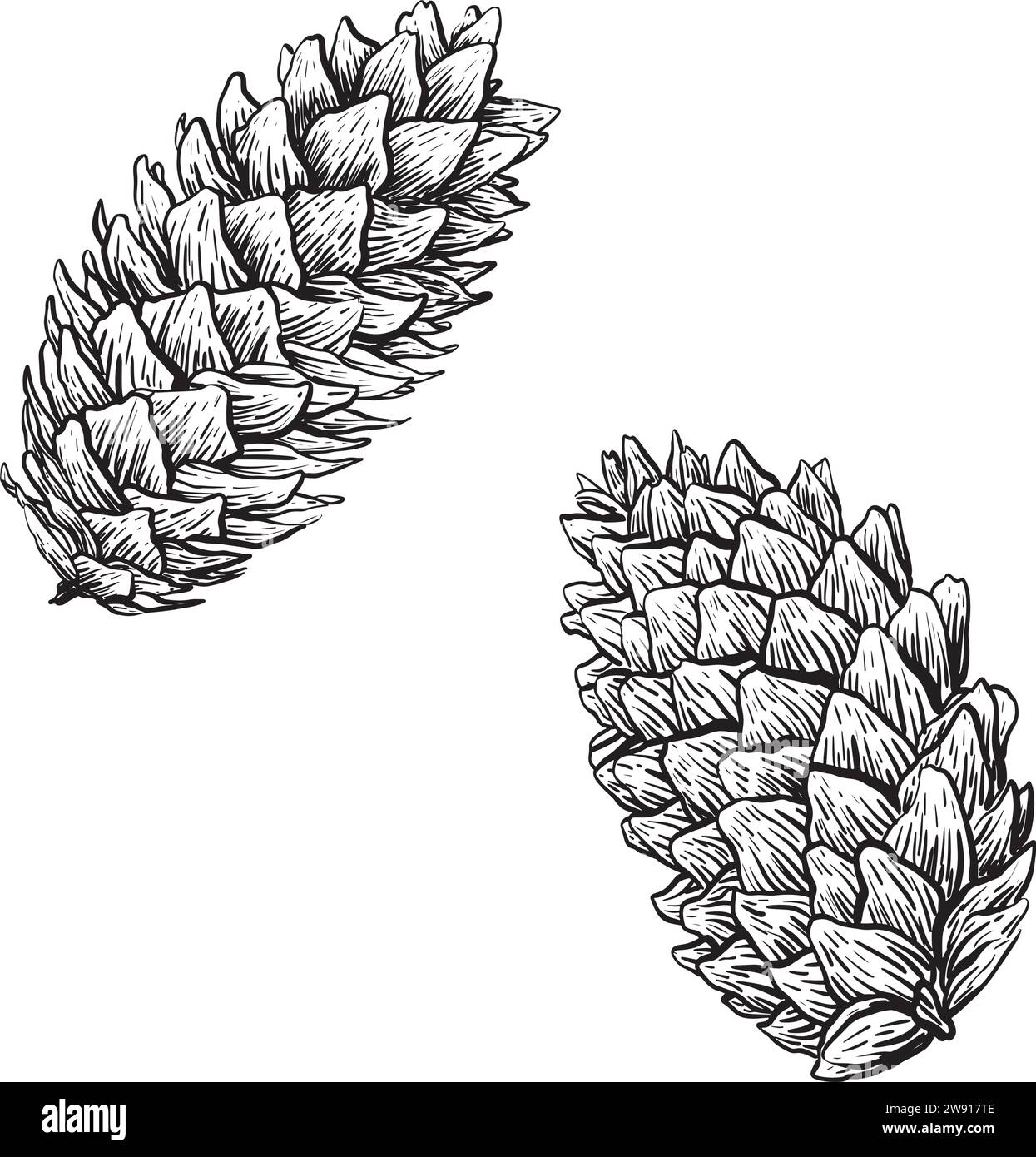 Spruce cones. Vector sketch illustrations. Watercolor image of fir cone ...