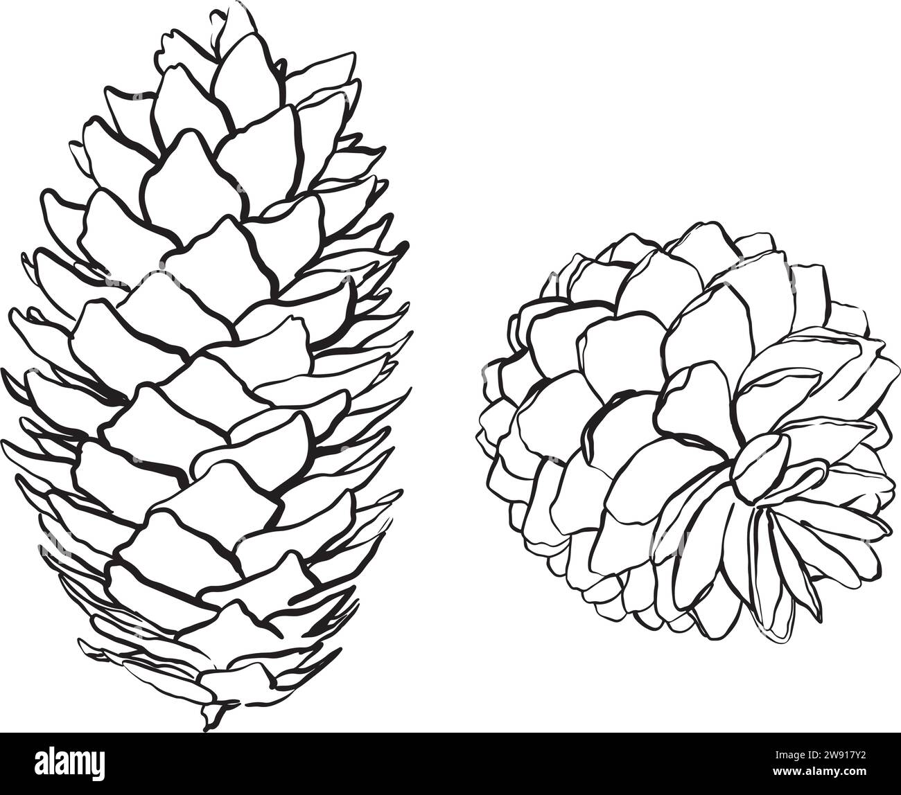Spruce cones. Vector sketch illustrations. Watercolor image of fir cone ...