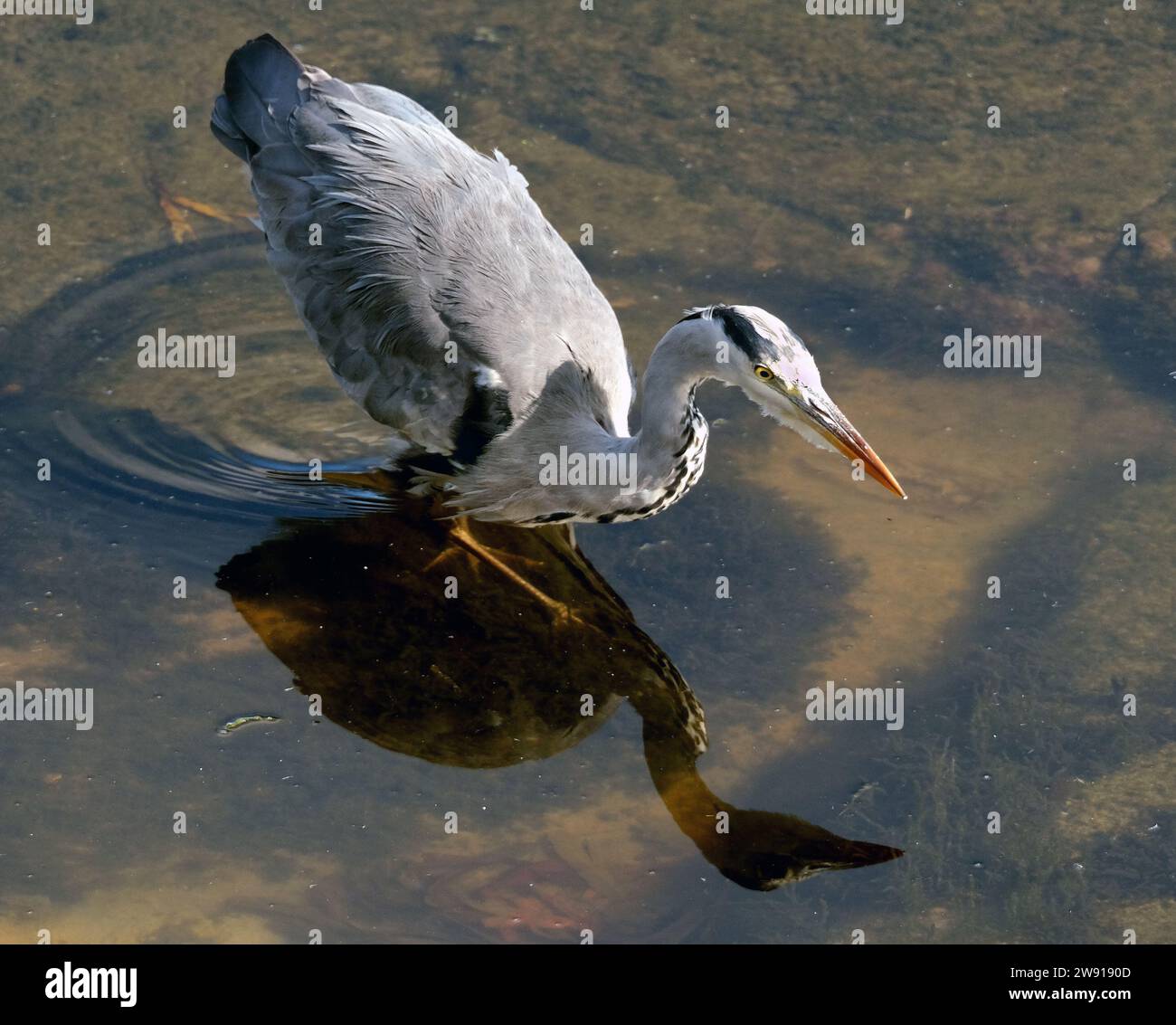 The grey heron is a long-legged wading bird of the heron family ...