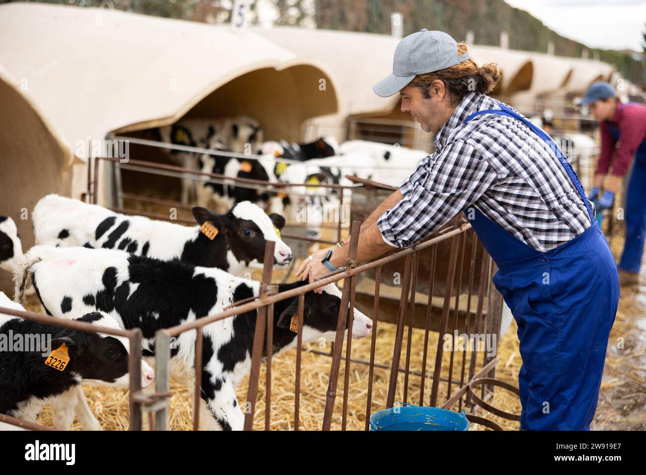 Adult owner of farm smiling and petting calves in open stall on farm ...