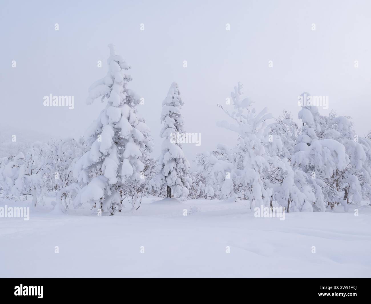 Forest after a heavy snowfall. Morning in the winter forest with ...