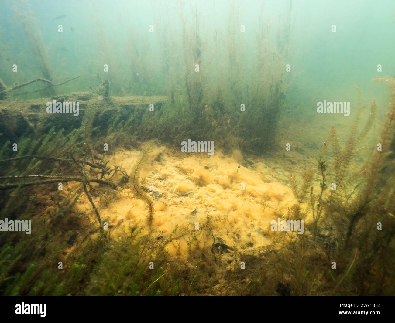 Underwater view of groundwater spring on lake bottom Stock Photo - Alamy