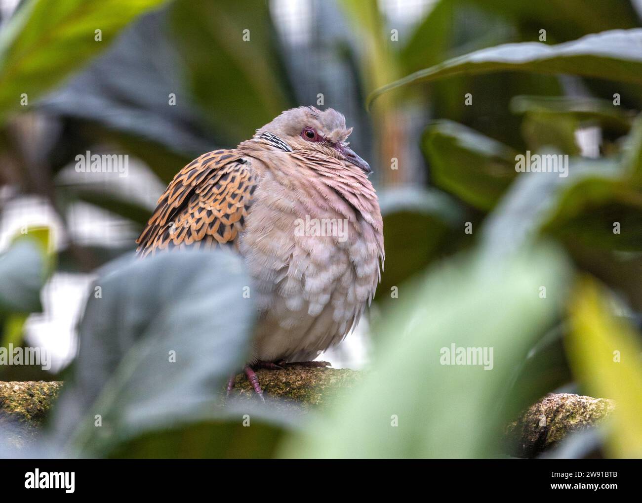 Dove symbolizes hi-res stock photography and images - Alamy