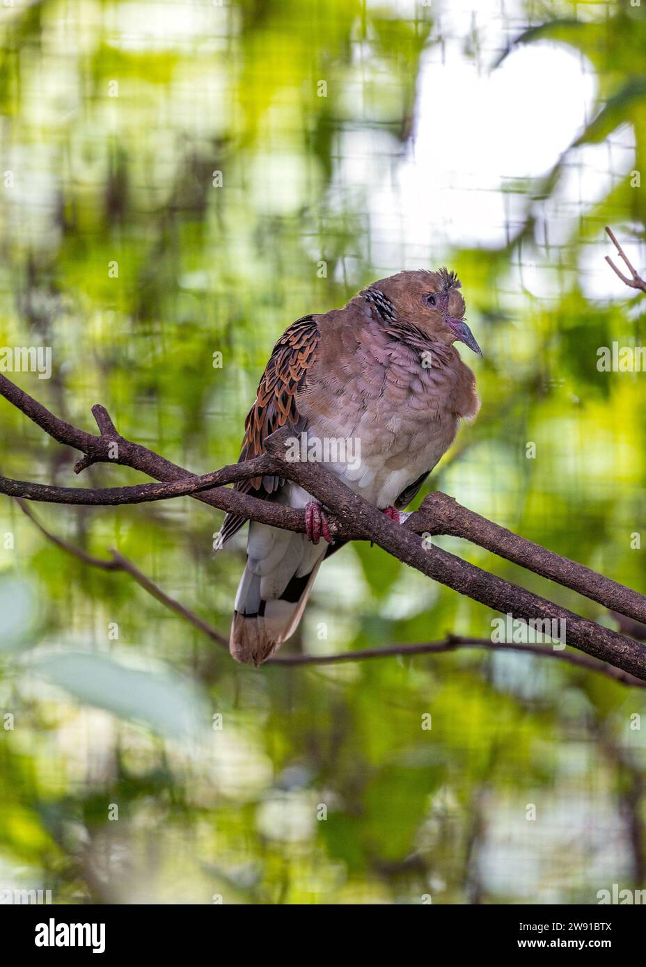Elegant European Turtle Dove, Streptopelia turtur, symbolizes love and ...