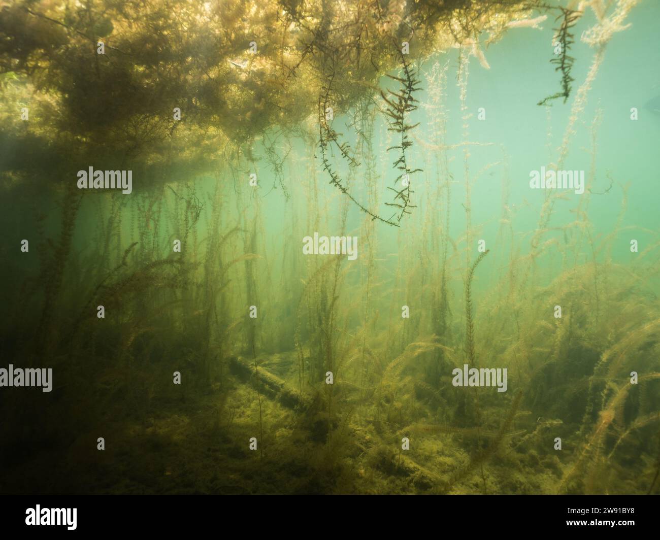 Aquatic moss floating over lake surface Stock Photo - Alamy