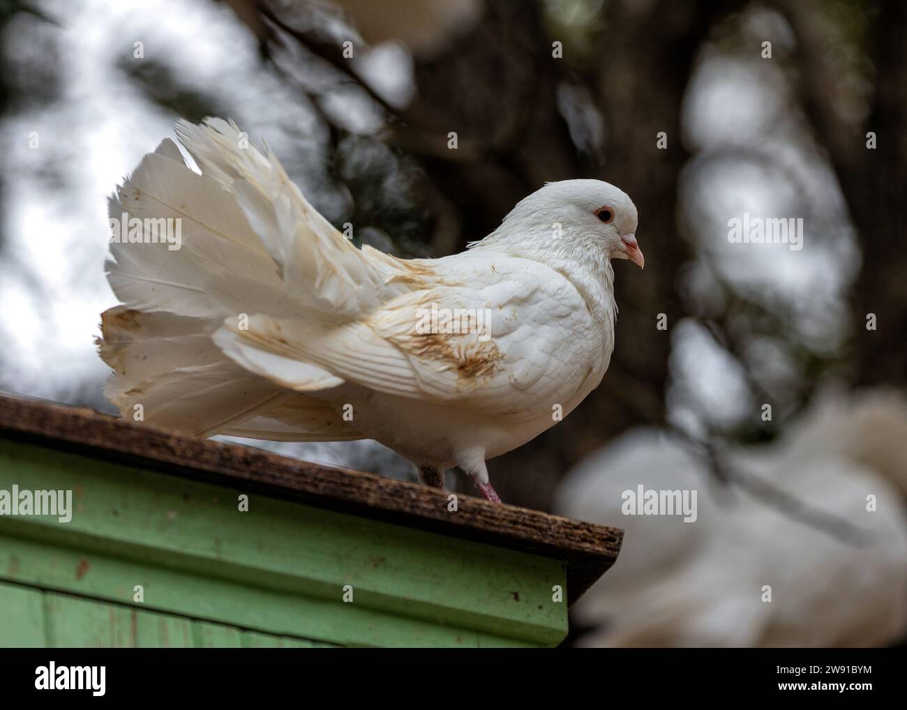 Fantail pigeon hi-res stock photography and images - Alamy