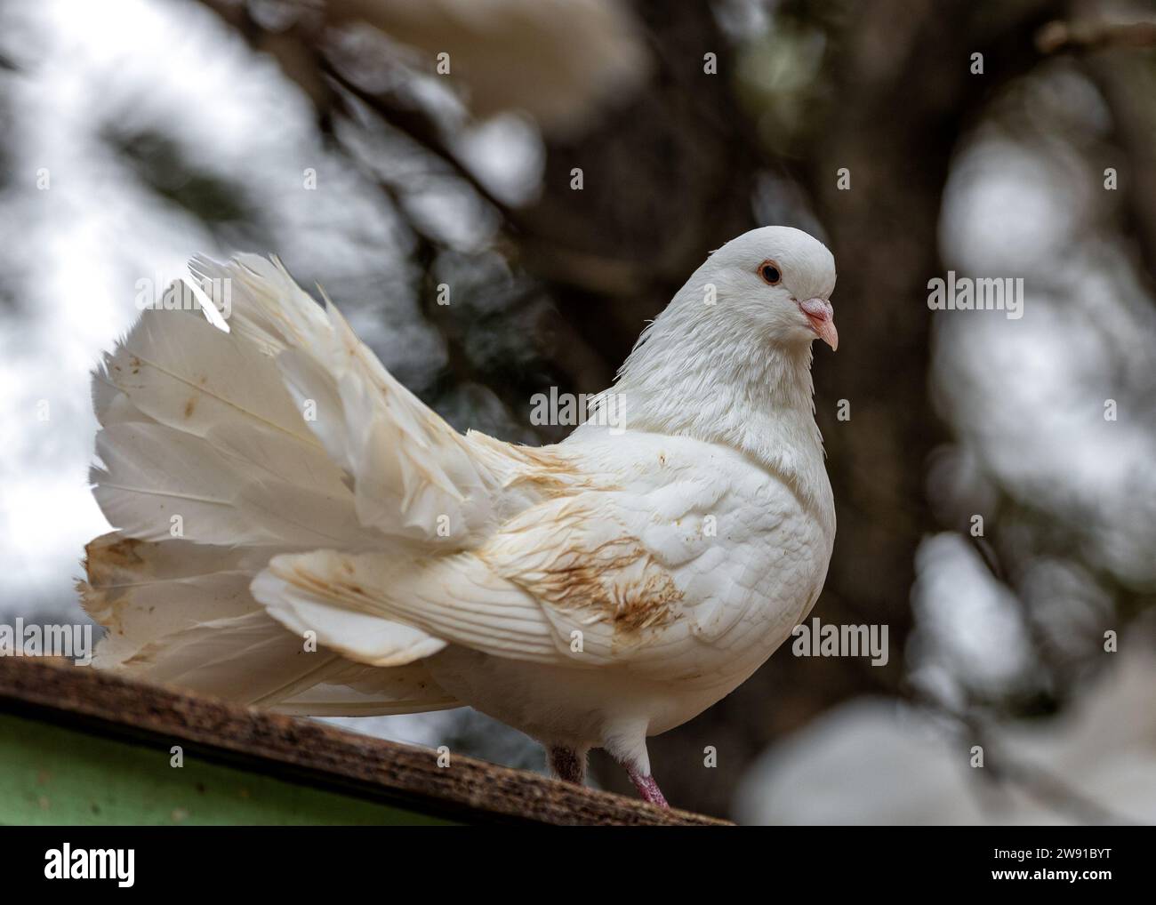 Fantail pigeon hi-res stock photography and images - Alamy