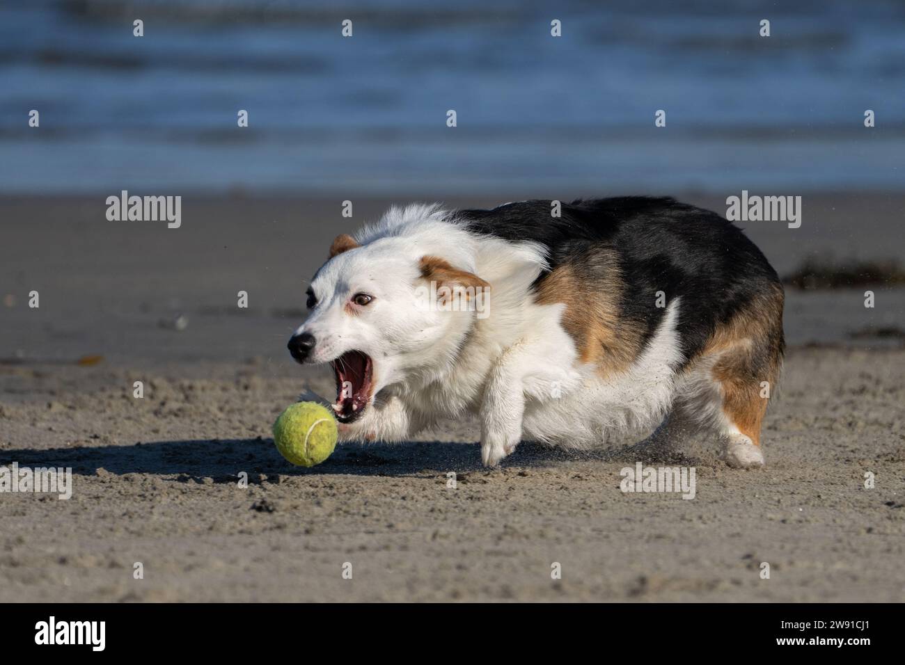 Tri color Corgi dog running in the sand at the beach about to grab a ...