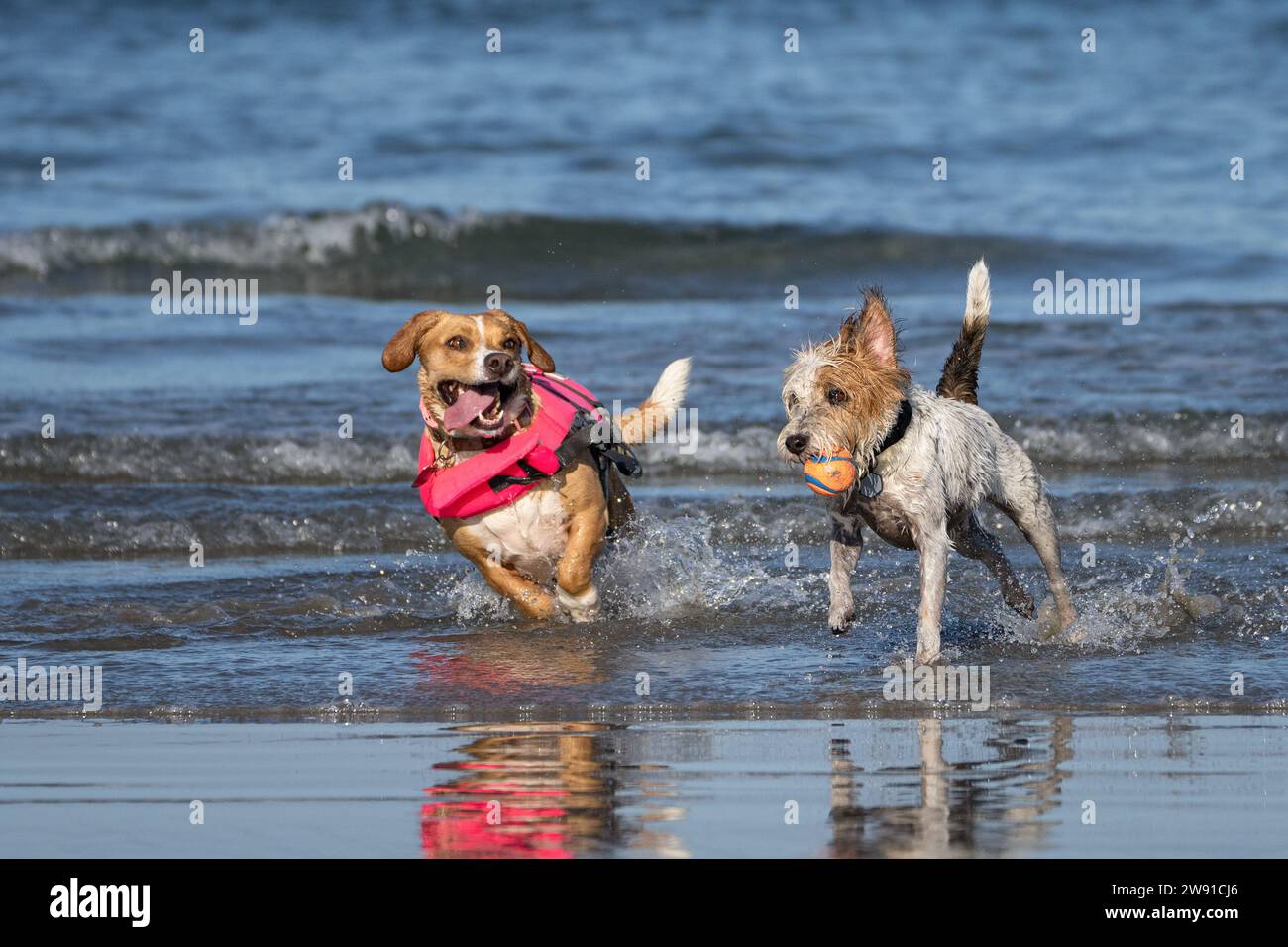 Two dogs at the ocean playing at the beach with a ball Stock Photo - Alamy