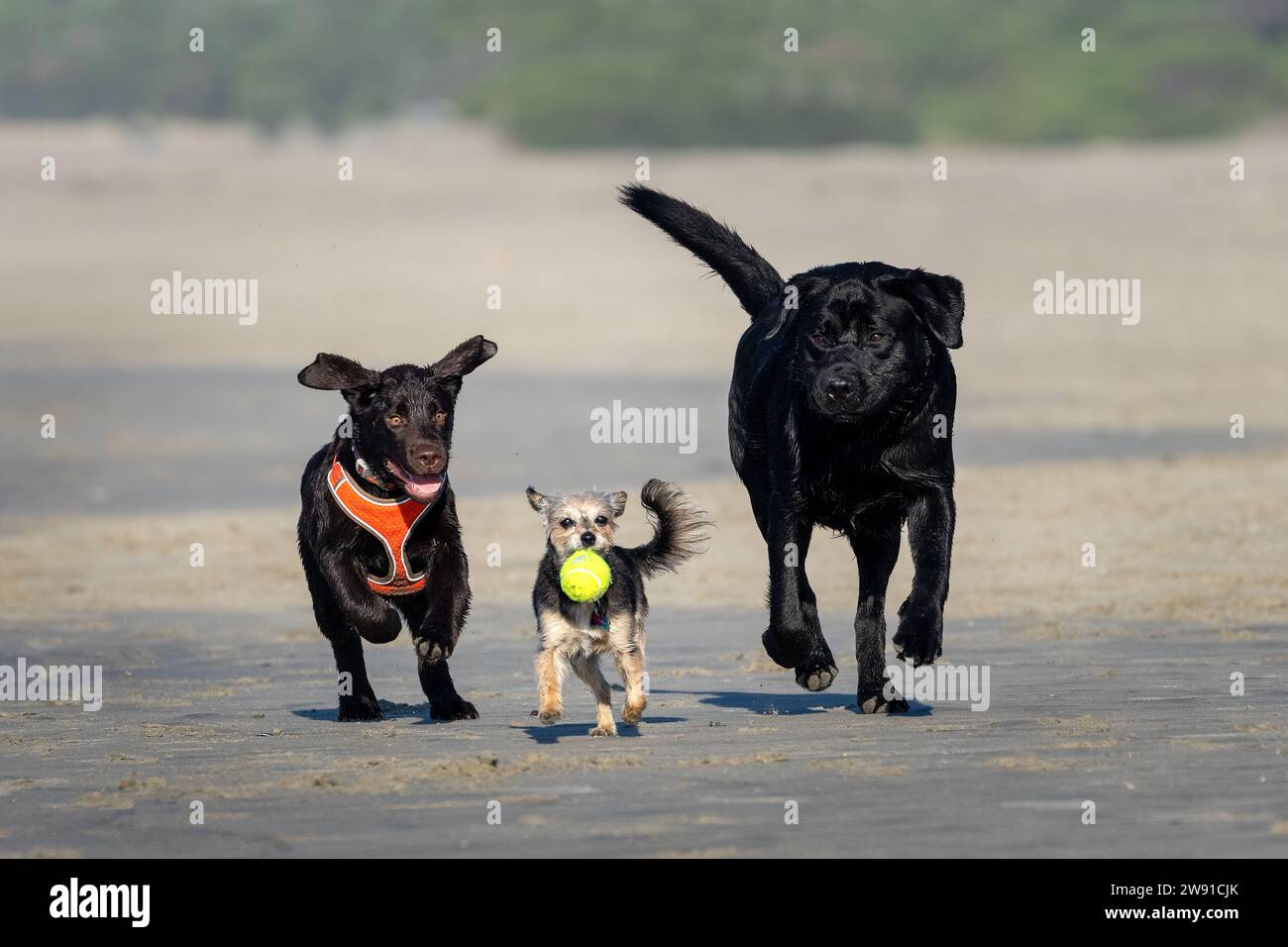 Three dogs, a Chocolate Labrador Puppy, a Yorkshire Terrier and a Black ...
