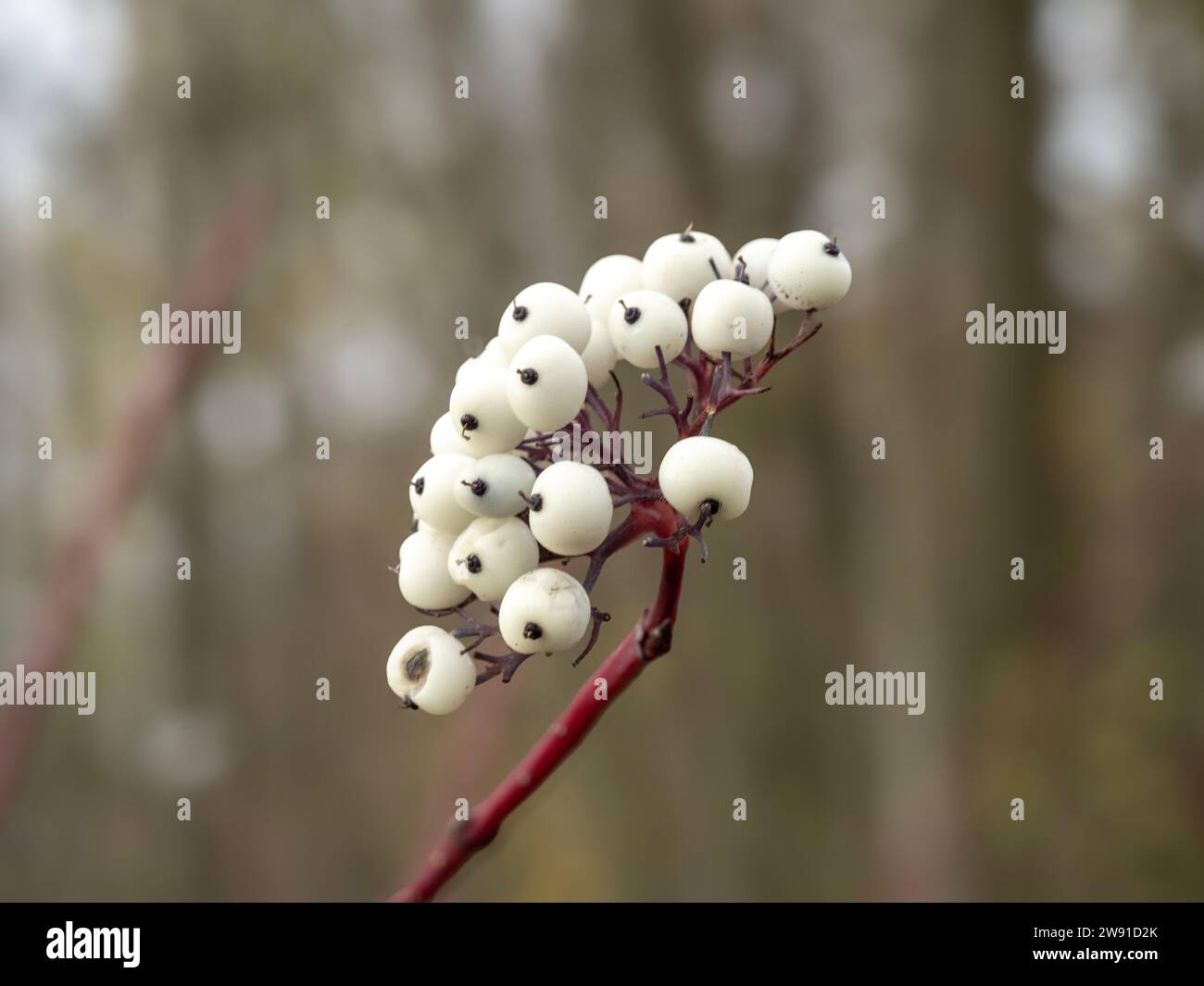 White berries on a red barked dogwood branch Stock Photo - Alamy