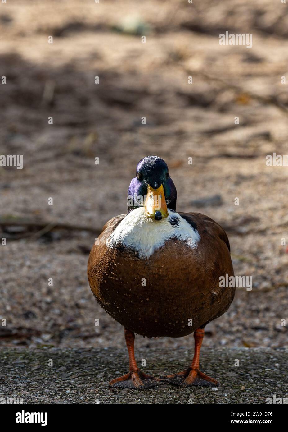 Exquisite Duclair Duck, scientifically known as Anas platyrhynchos ...