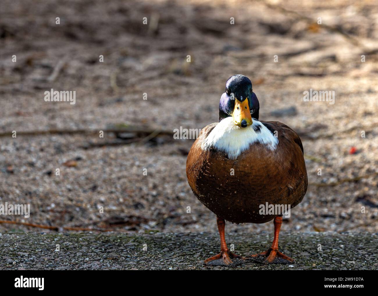 Dusky duck hi-res stock photography and images - Alamy