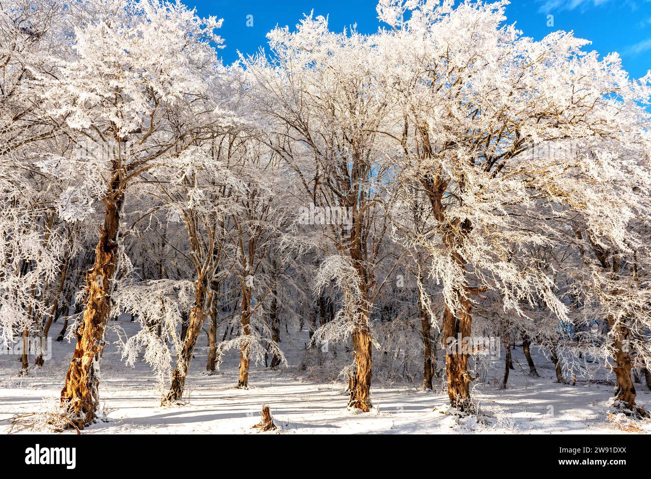 Winter forest landscape with trees covered with frost Stock Photo - Alamy