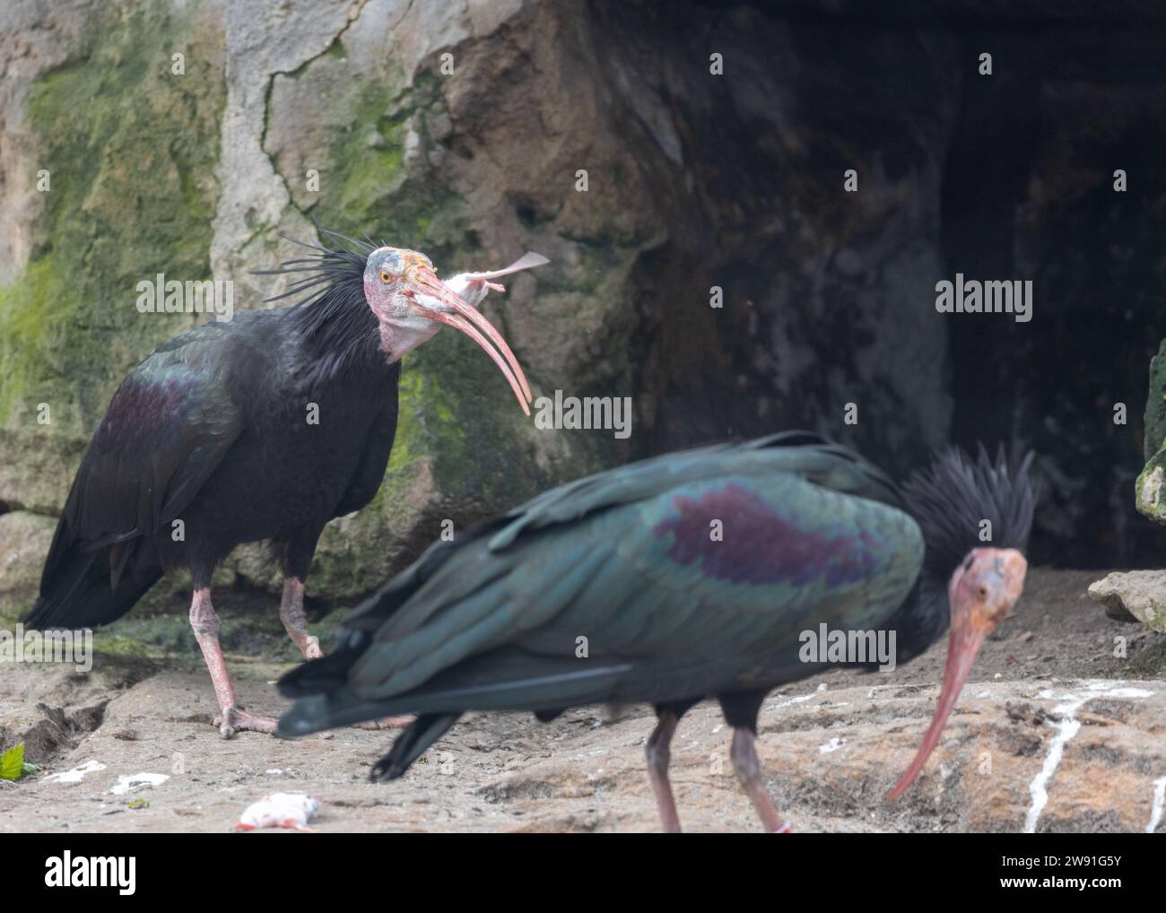 Majestic Northern Bald Ibis, Geronticus eremita, soars over ancient ...