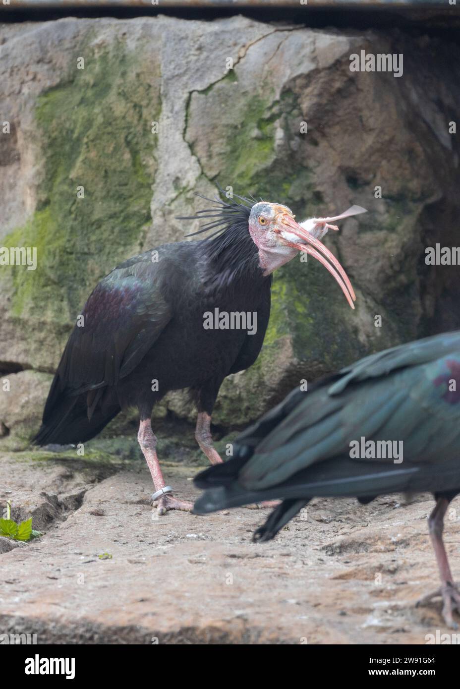 Majestic Northern Bald Ibis, Geronticus eremita, soars over ancient ...