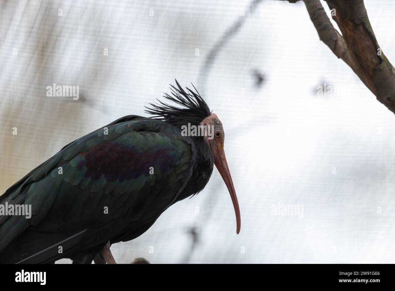 Majestic Northern Bald Ibis, Geronticus eremita, soars over ancient ...
