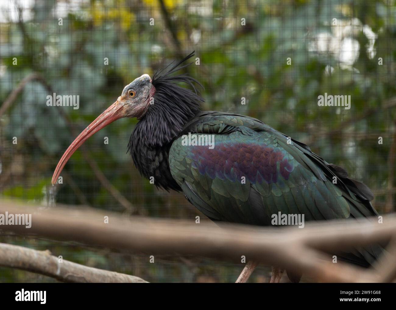 Majestic Northern Bald Ibis, Geronticus eremita, soars over ancient ...