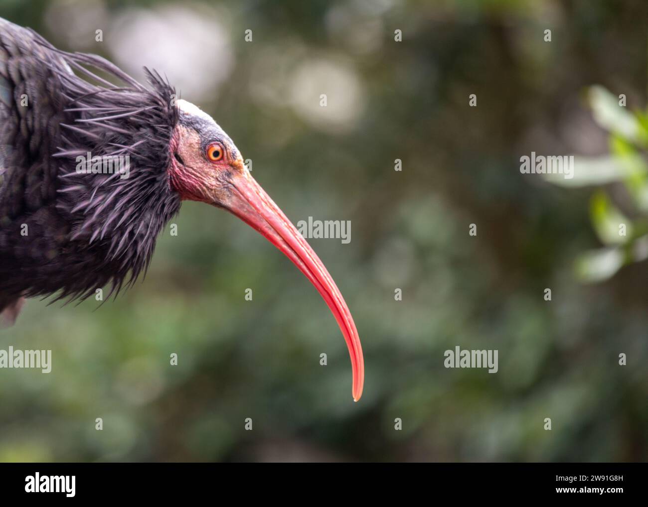 Majestic Northern Bald Ibis, Geronticus eremita, soars over ancient ...
