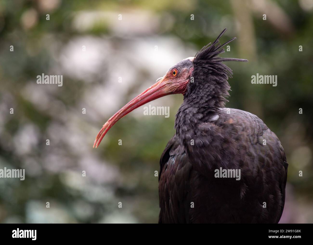 Majestic Northern Bald Ibis, Geronticus eremita, soars over ancient ...