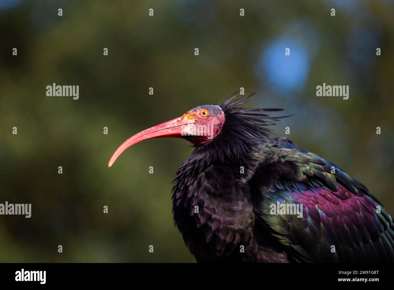 Majestic Northern Bald Ibis, Geronticus eremita, soars over ancient ...