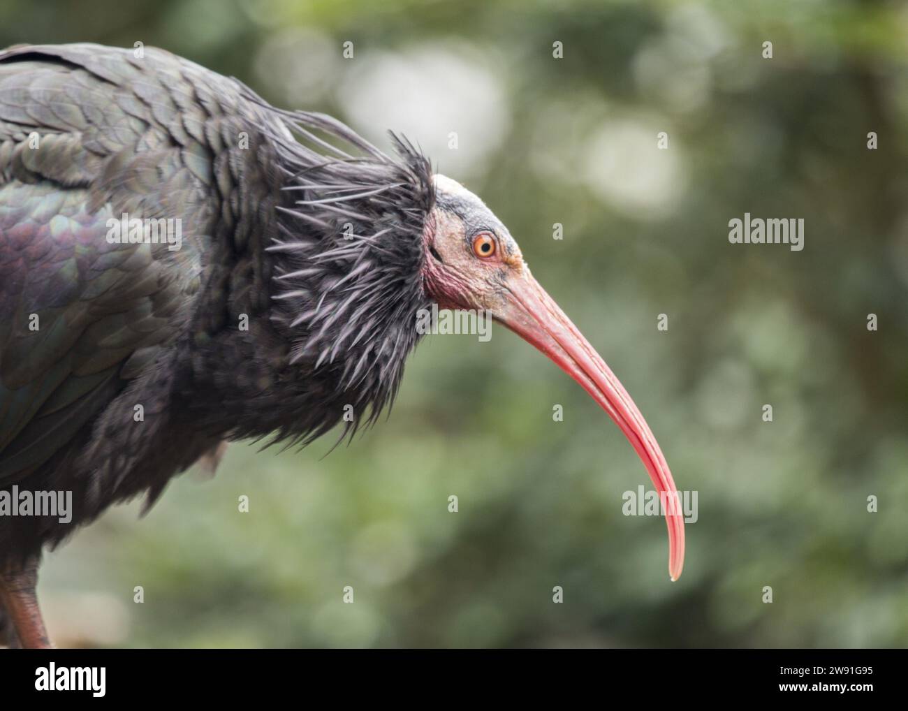 Majestic Northern Bald Ibis, Geronticus eremita, soars over ancient ...