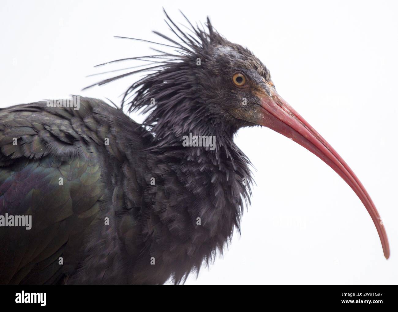 Majestic Northern Bald Ibis, Geronticus eremita, soars over ancient ...
