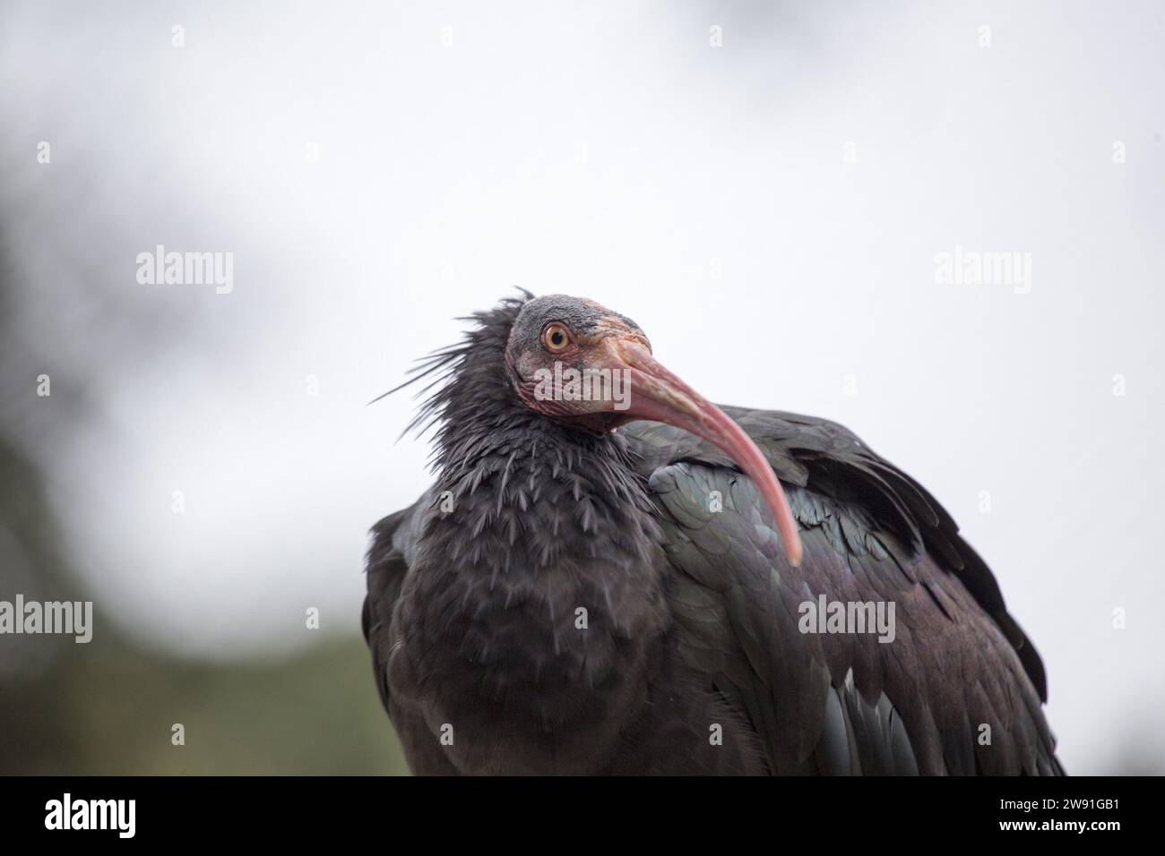 Majestic Northern Bald Ibis, Geronticus eremita, soars over ancient ...