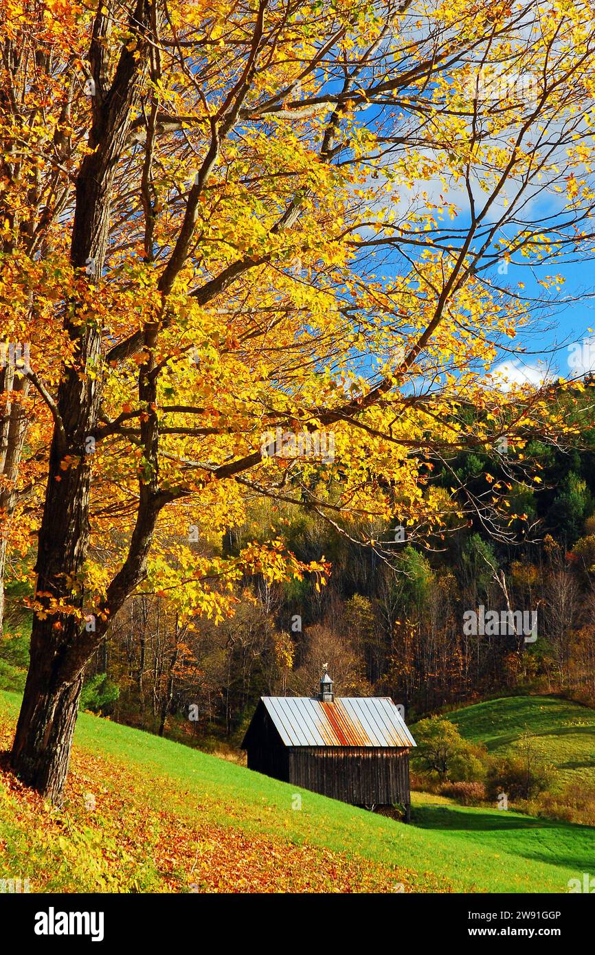 A fall tree begins to lose its leaves near a farm and ranch on an ...