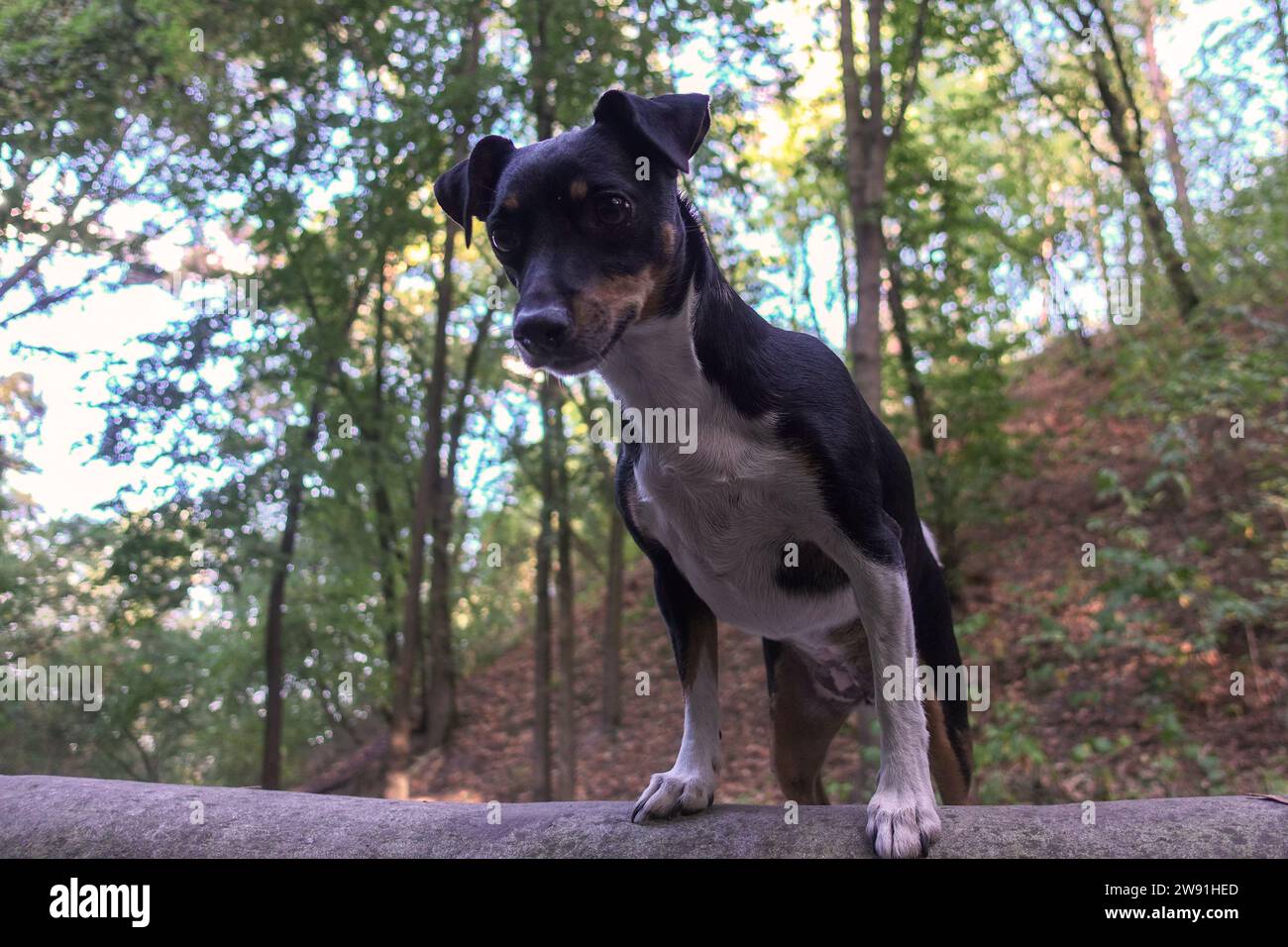 Jack russell exploring park hi-res stock photography and images - Alamy