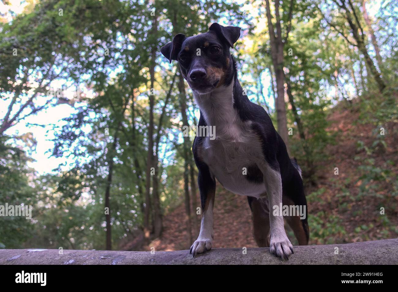 Jack russell exploring park hi-res stock photography and images - Alamy