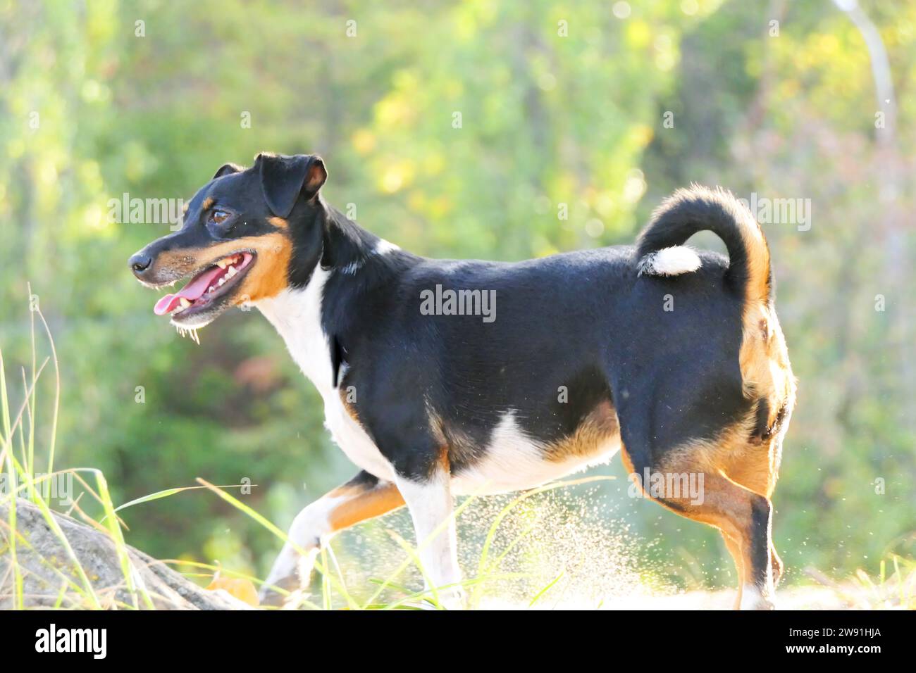 Jack russell exploring park hi-res stock photography and images - Alamy