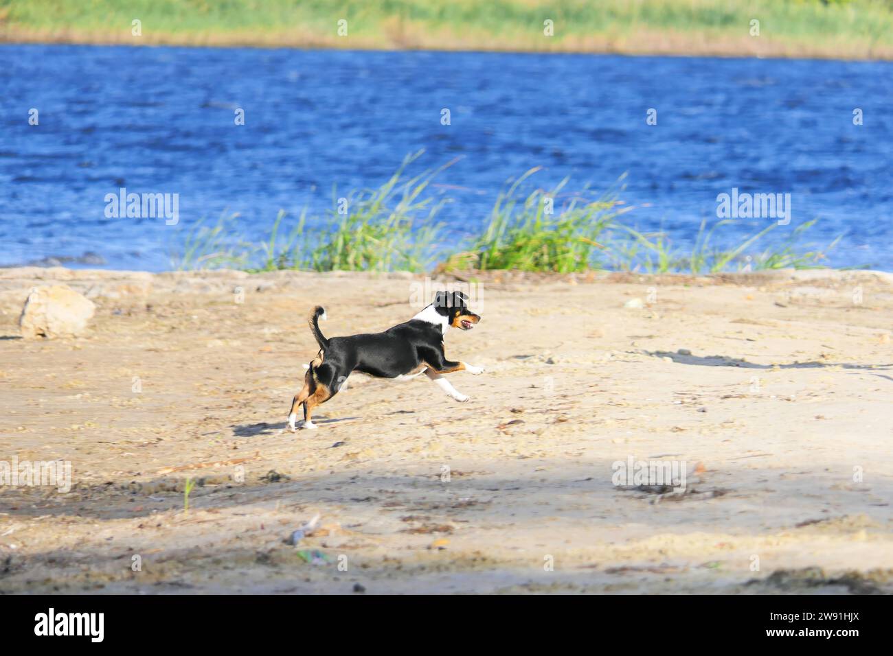 A purebred Jack Russell Terrier dog walks on the river bank Stock Photo ...