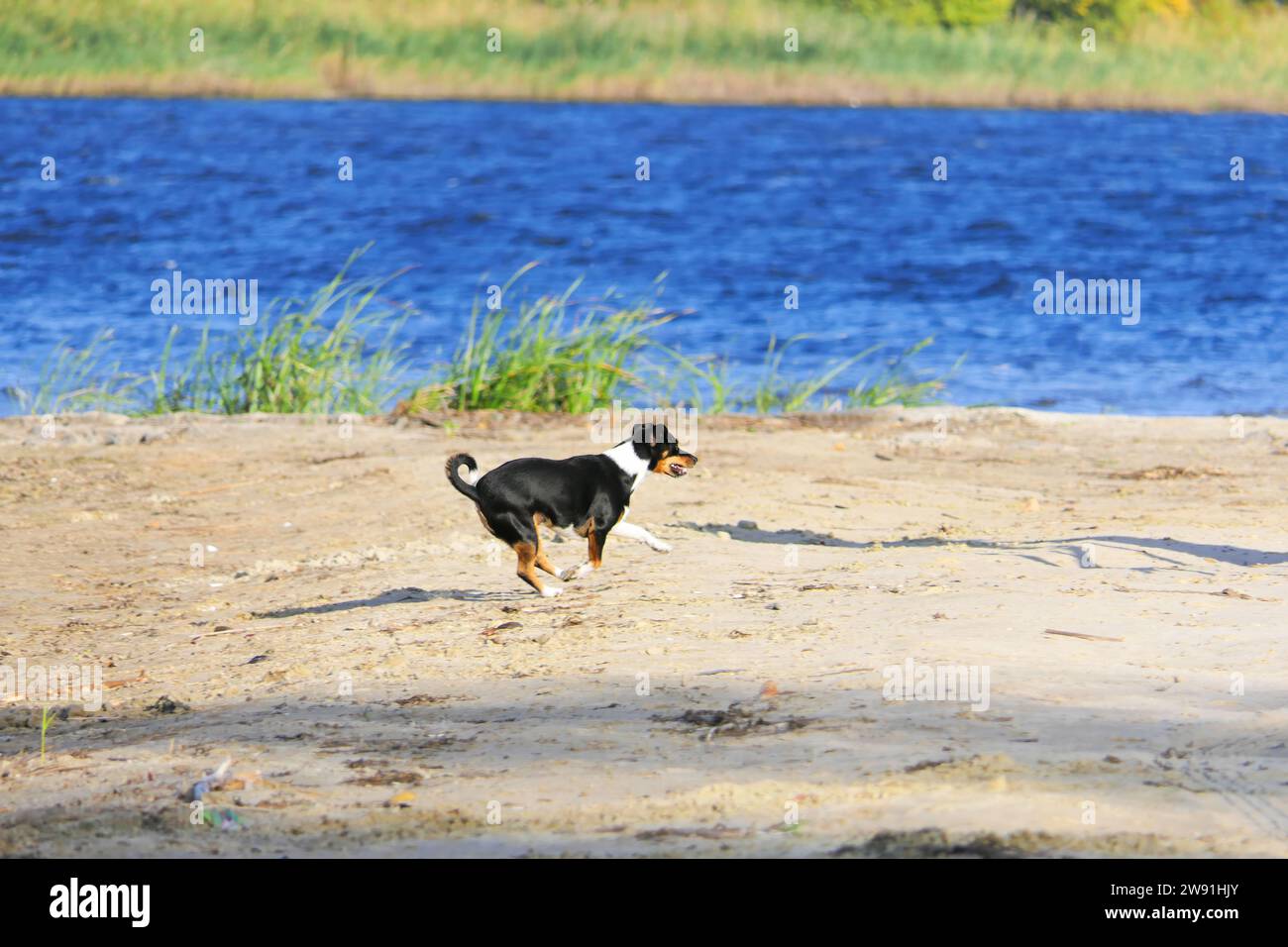 A purebred Jack Russell Terrier dog walks on the river bank Stock Photo ...