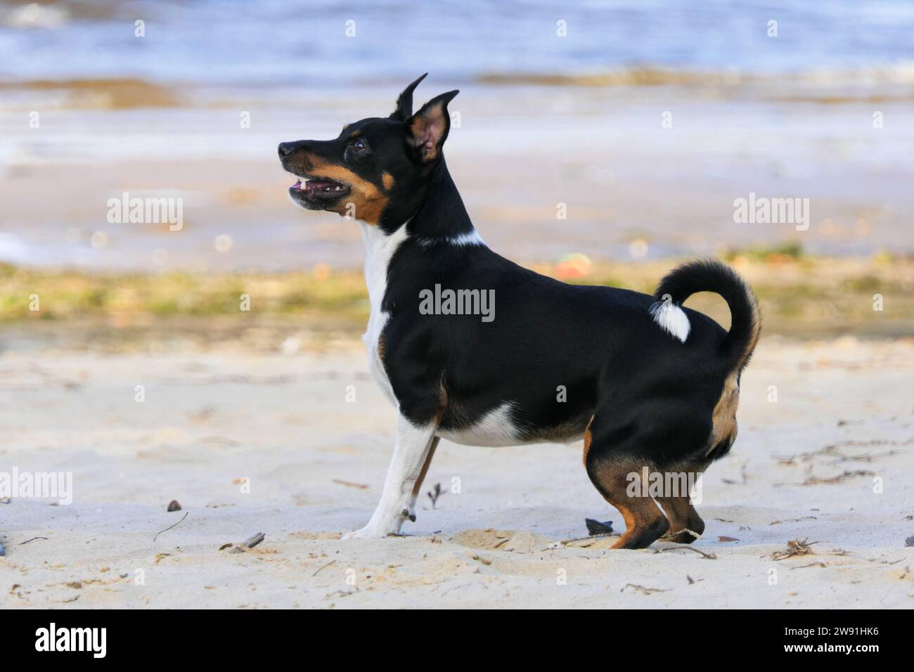 A purebred Jack Russell Terrier dog walks on the river bank Stock Photo ...