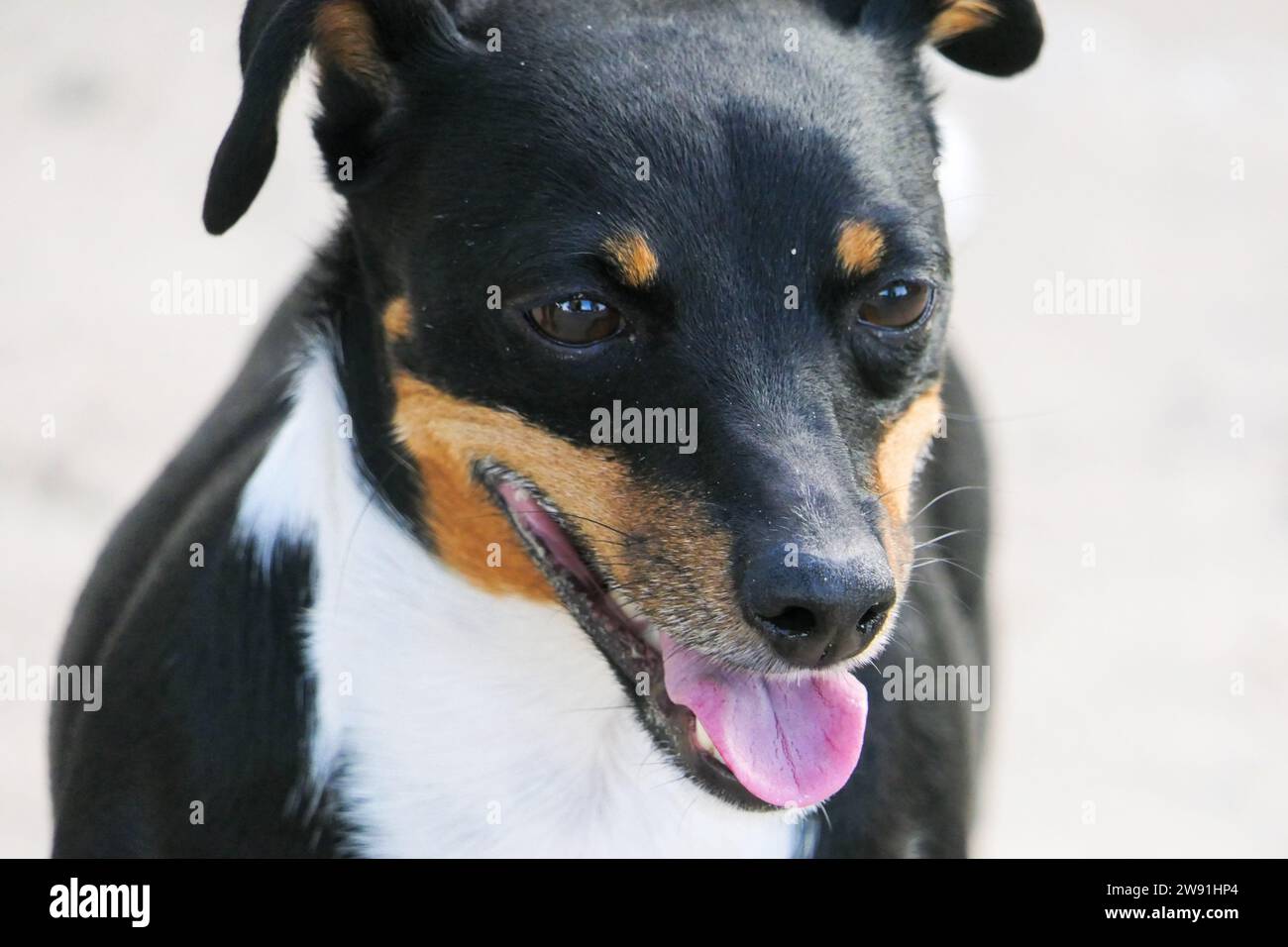 Close-up of the face of a dog of the Jack Russell Terrier breed Stock ...