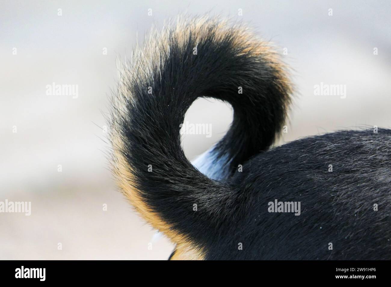A close-up of the dog's tail of the Jack Russell Terrier breed Stock ...