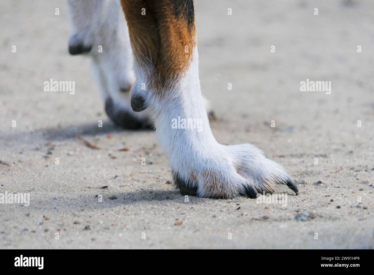 Close-up of the front paws of a dog of the Jack Russell Terrier breed ...