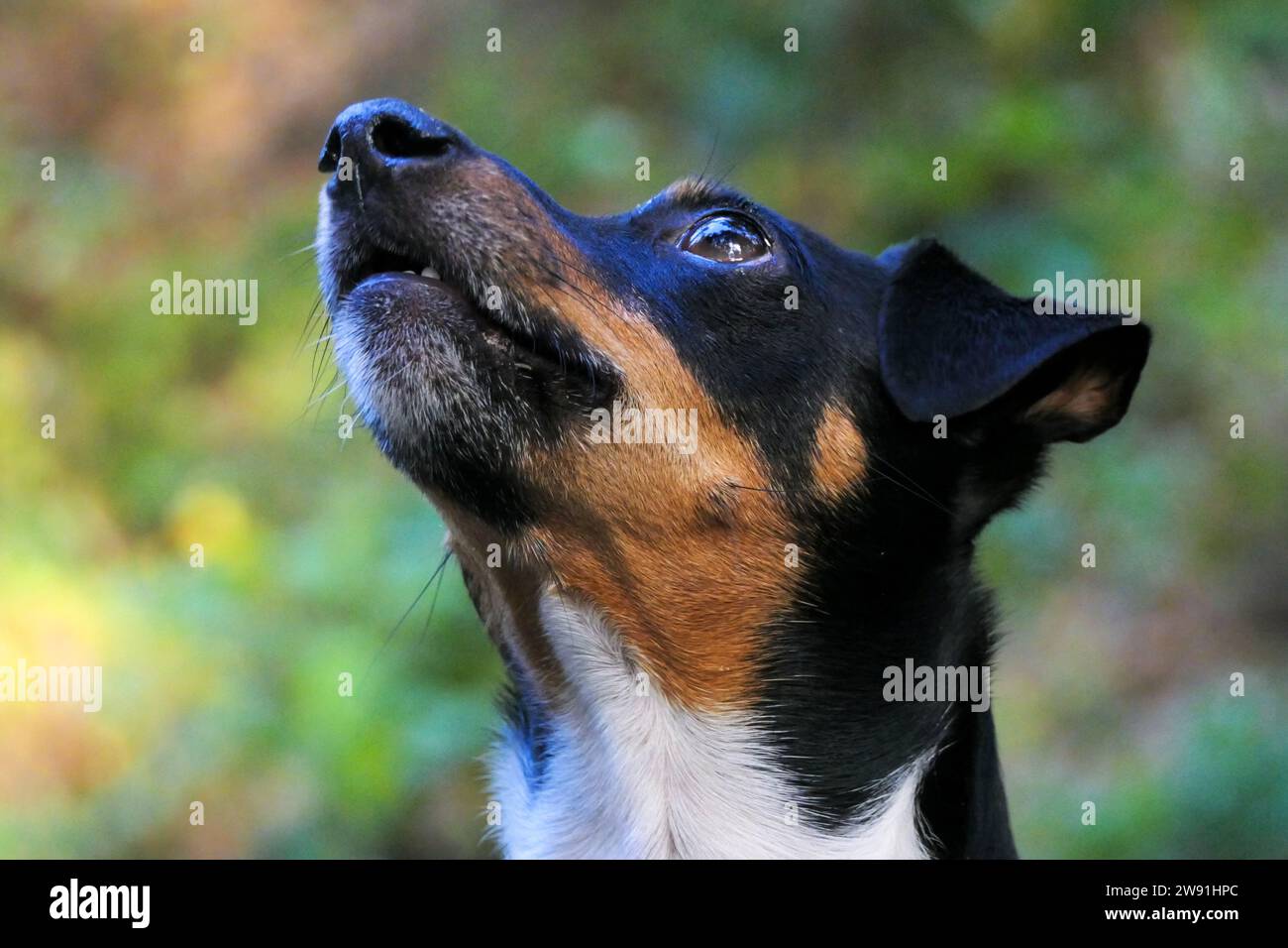Close-up of the face of a dog of the Jack Russell Terrier breed Stock ...