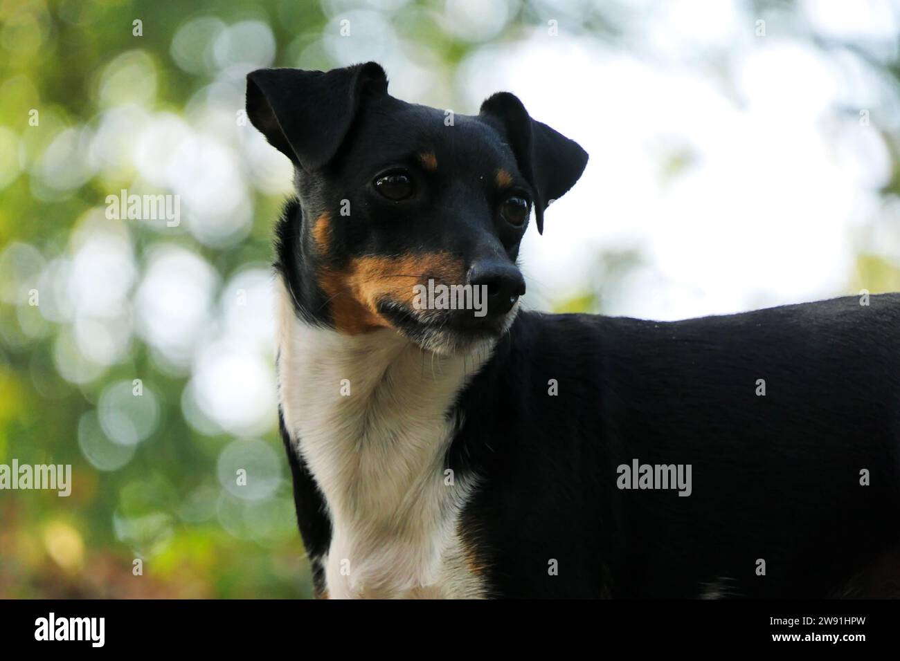 Jack russell traits hi-res stock photography and images - Alamy