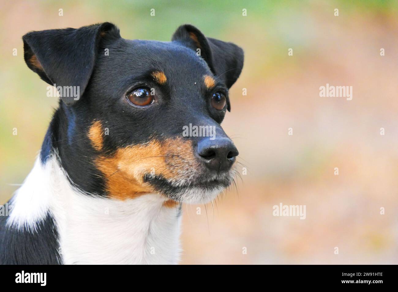 Jack russell characteristics hi-res stock photography and images - Alamy
