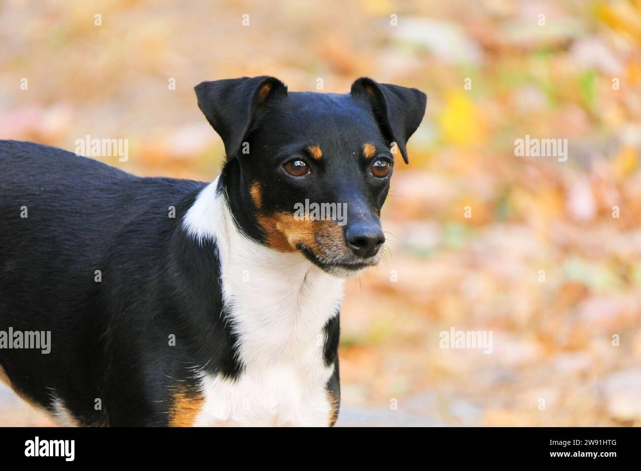 Jack russell features hi-res stock photography and images - Alamy