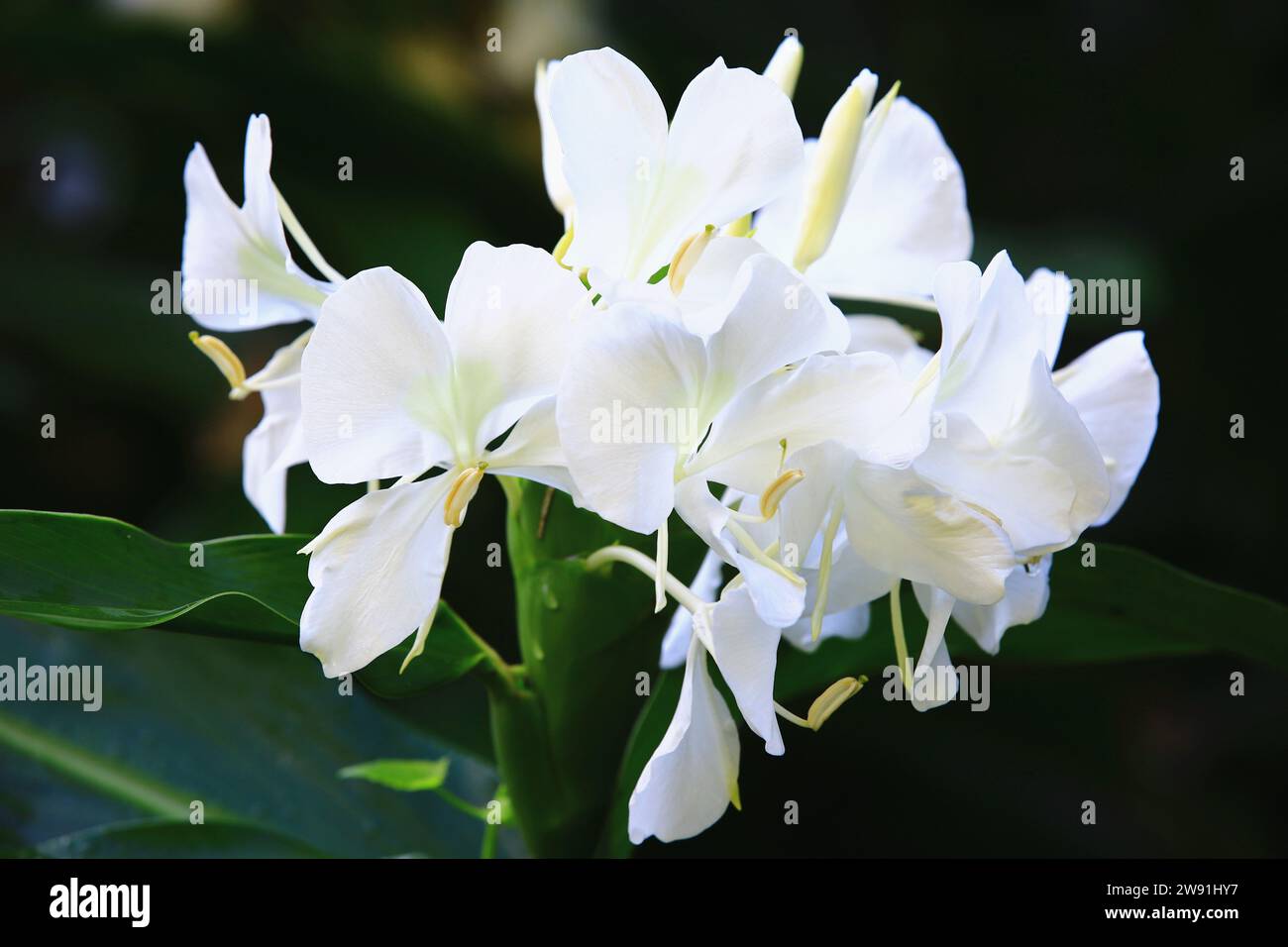 Butterfly Ginger or Ginger Lily or Butterfly Lily or Garland Flower or ...