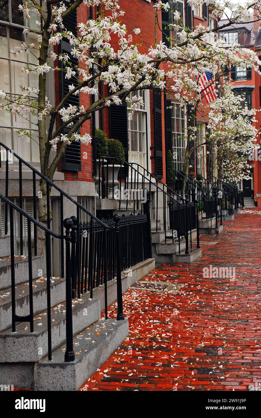 Spring dogwood trees bloom in Boston's Back Bay neighborhood Stock ...